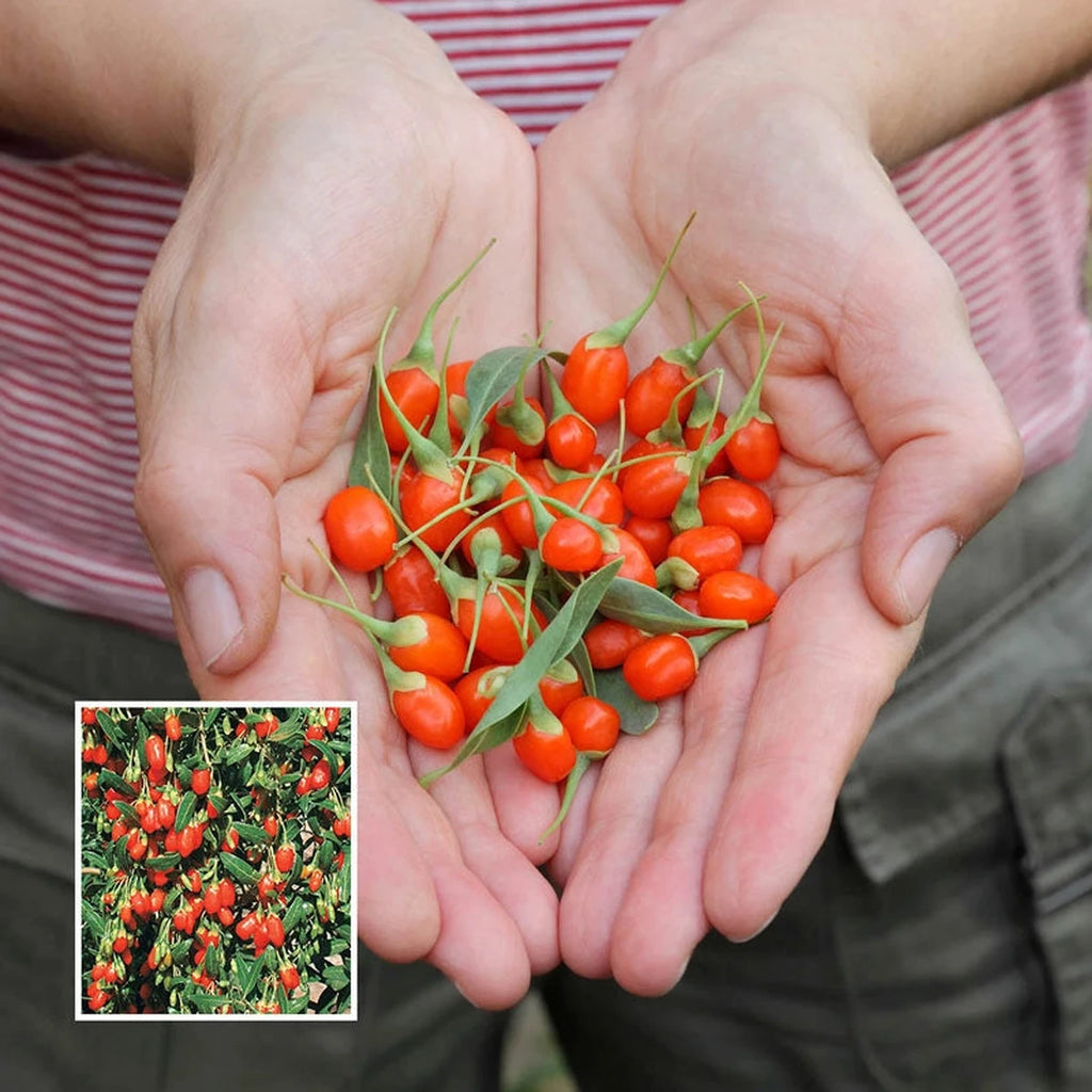 Buy Goji Berry Online | Fruits and Vegetables | Brecks
