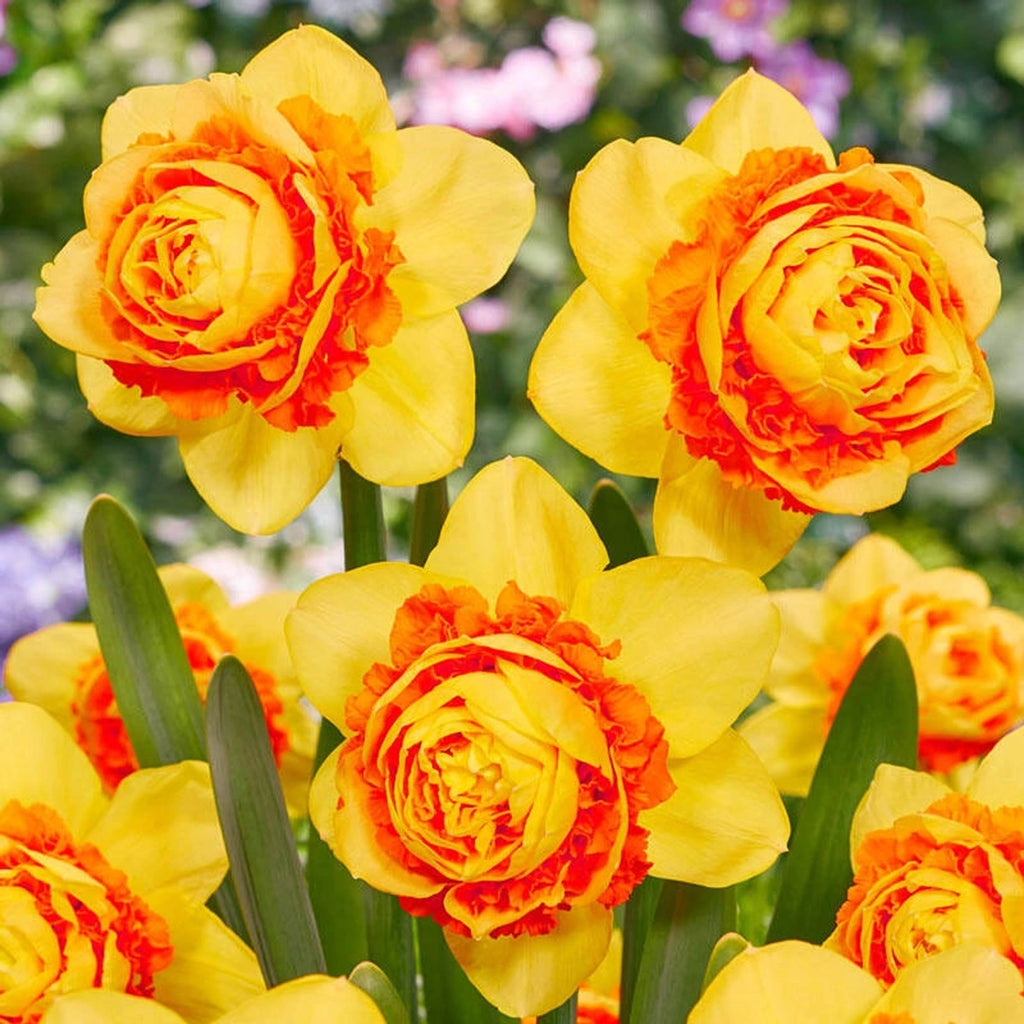 Buy Double Suade Daffodil | Spring Bulbs for Sale | Breck's