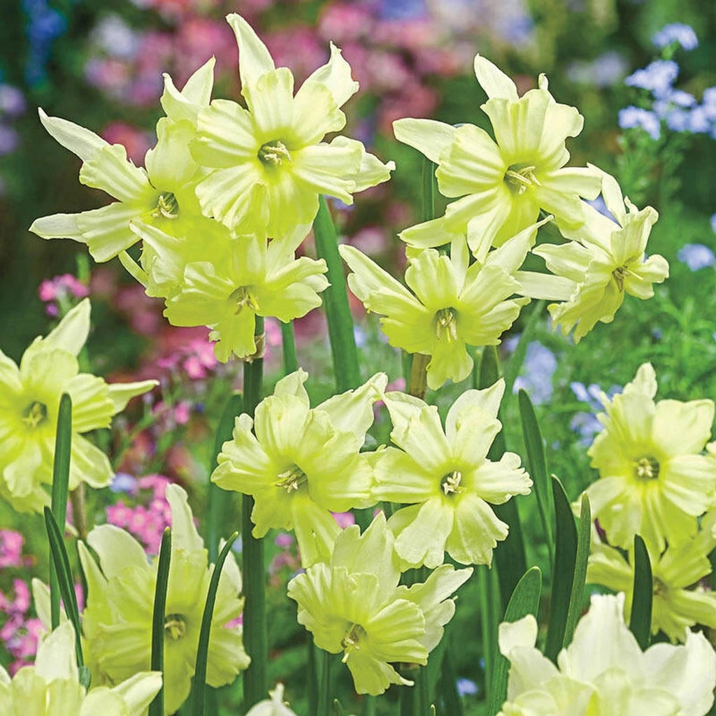 Shop Exotic Mystery Daffodil Online | Spring Bulbs | Breck's