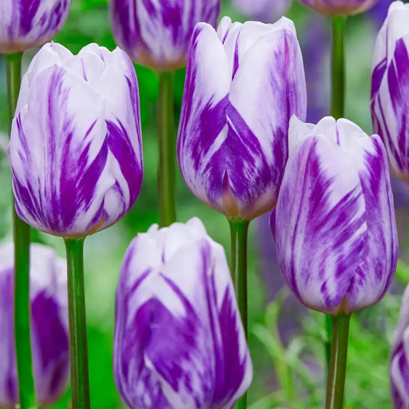 Shop Flaming Flag Tulip | Spring Bulbs for Sale | Breck's – Brecks