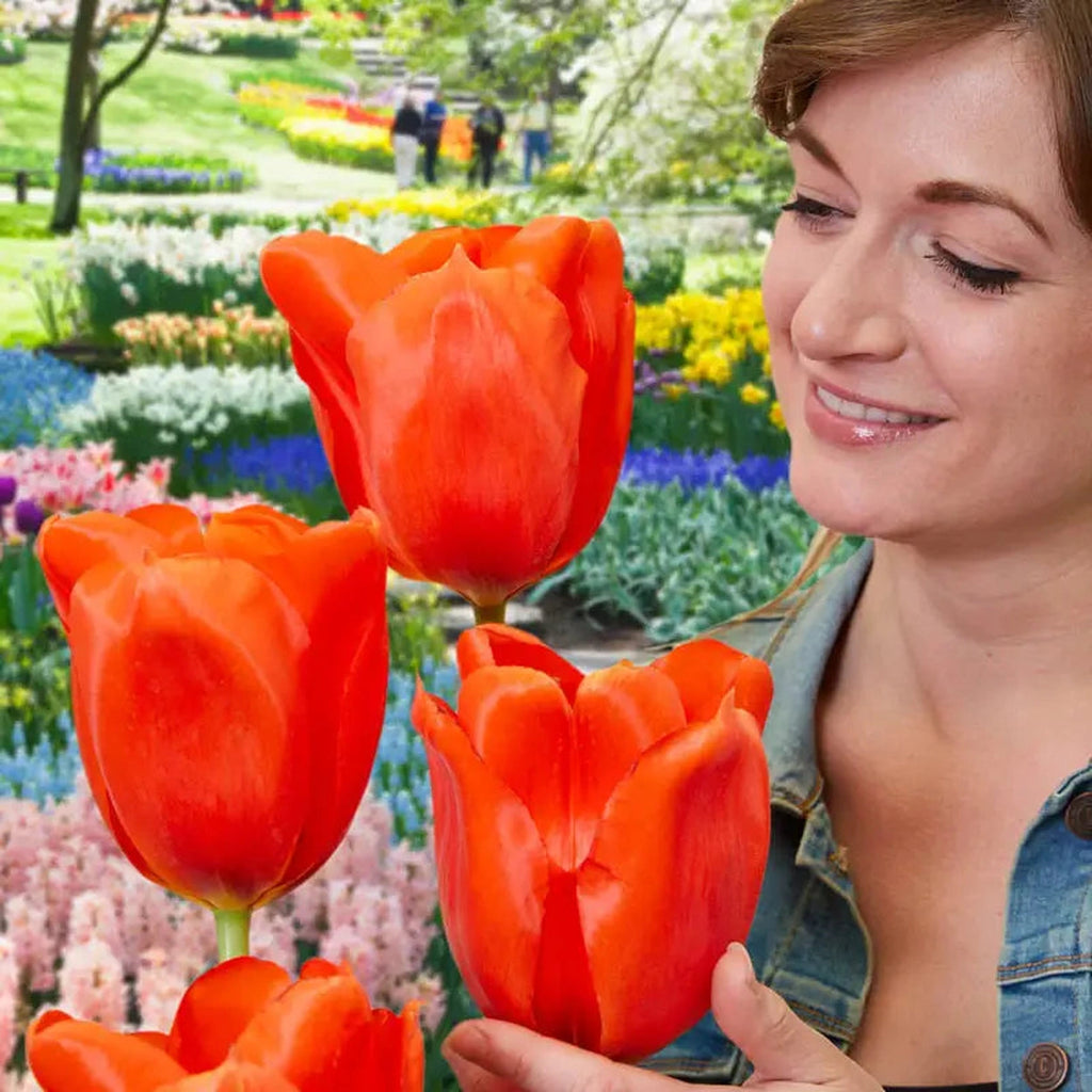 Buy Giant Orange Sunrise Tulip | Spring Bulbs Sale | Breck's