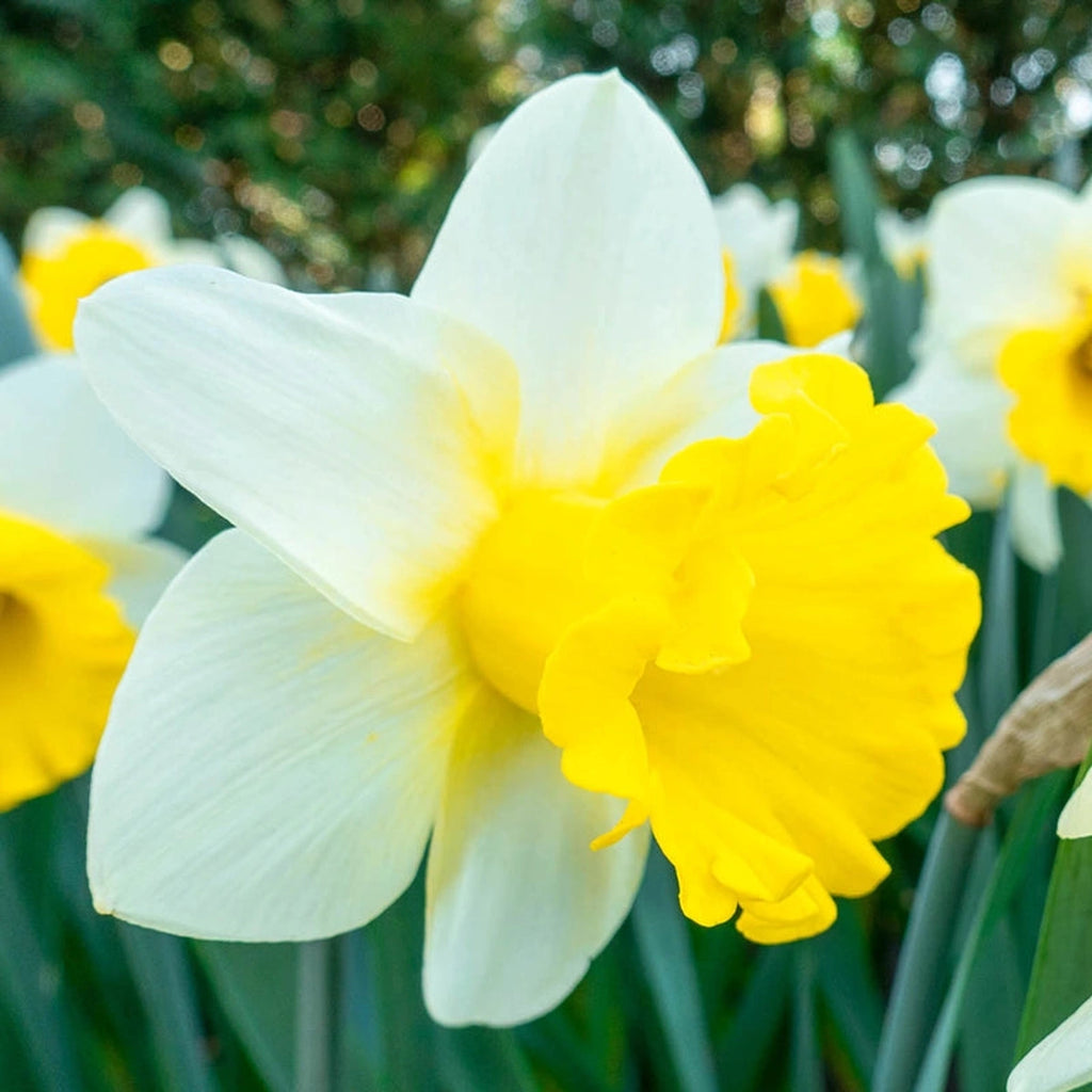 Buy Goblet Daffodil | Great Deals on Spring Bulbs | Breck's