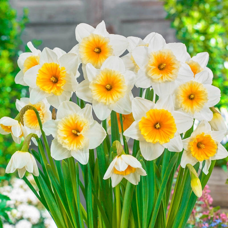 Buy Slim Whitman Daffodil | Spring Bulbs for Sale | Breck's