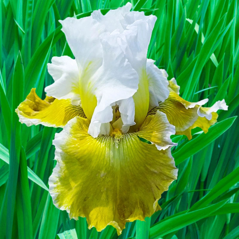 Buy Going Green Iris Online | Sun Perennials Sale | Breck's