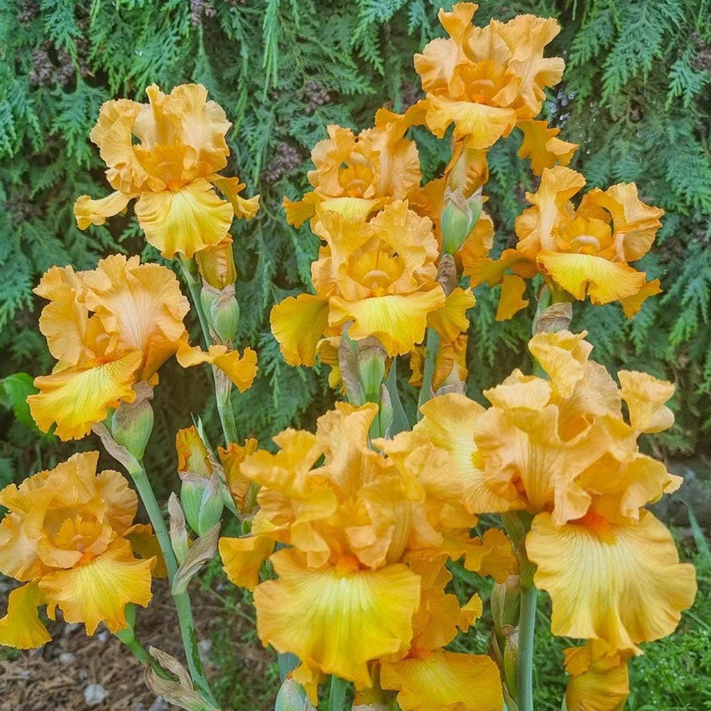 Buy Mango Passion Bearded Iris | Bearded Iris Sale | Breck's