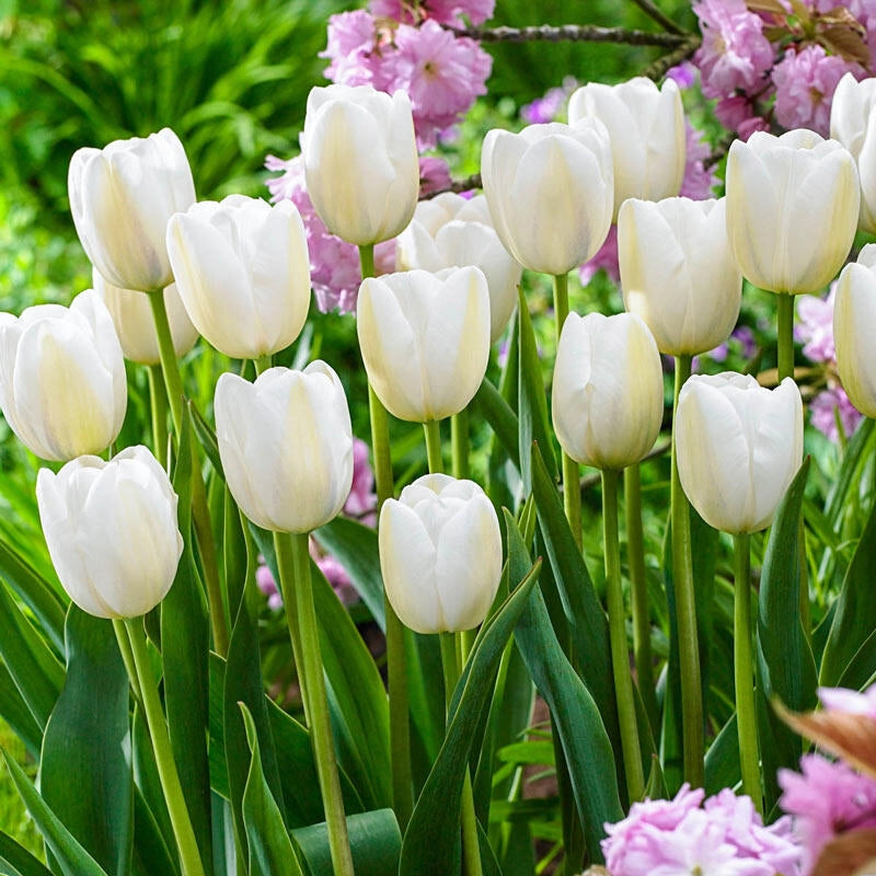 Buy Clearwater Late Blooming Tulip | Spring Bulbs | Breck's