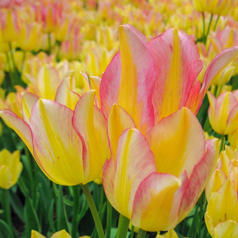Buy Antoinette Tulip Online | Spring Bulbs for Sale | Breck's