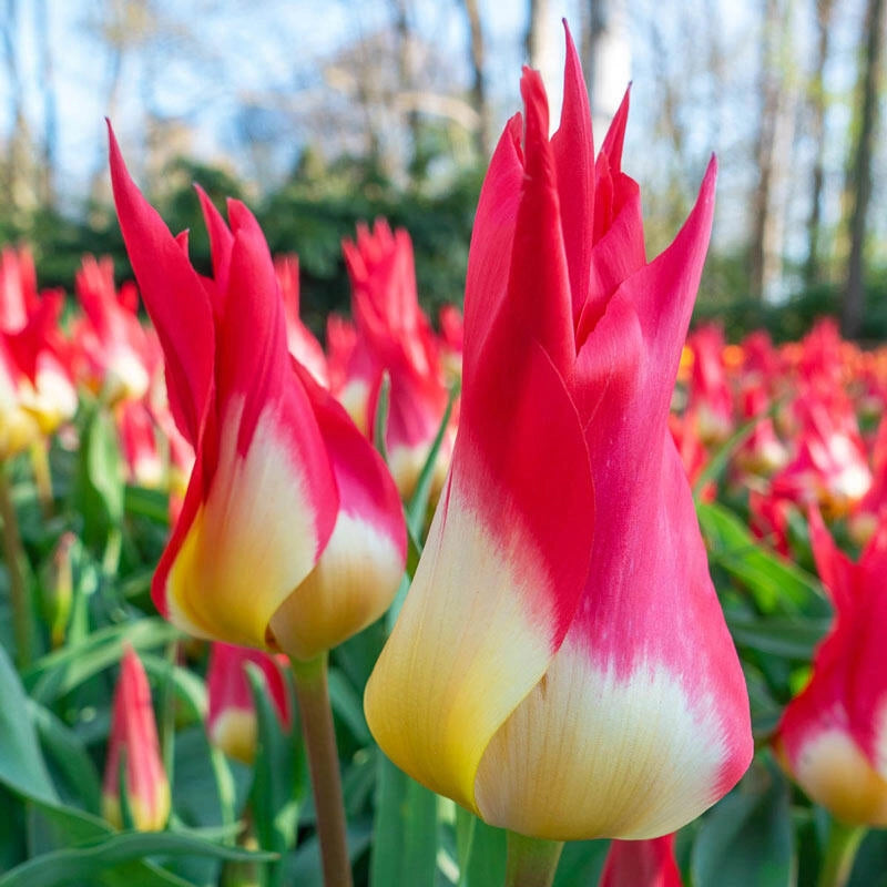 Flames Mystery Tulip | Shop Spring Bulbs Online | Breck's