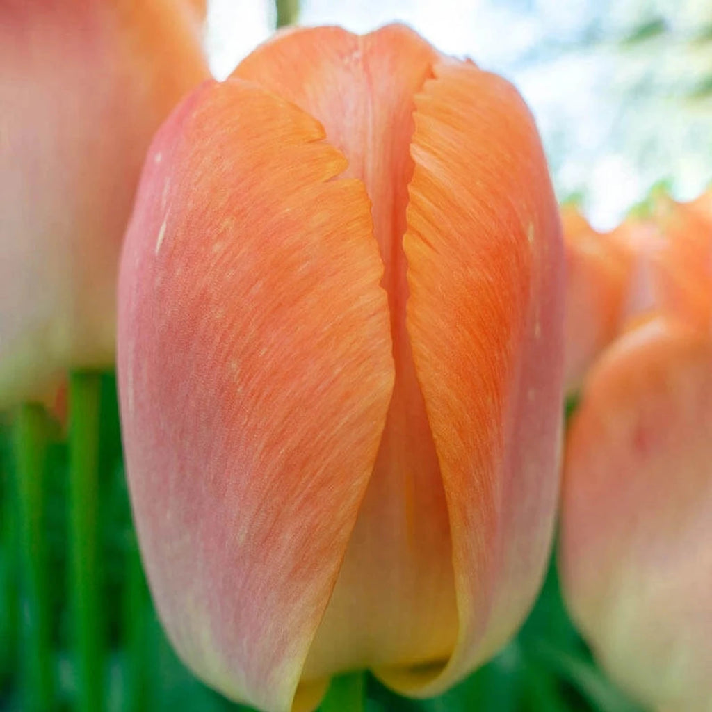 Buy Orange Pride Tulip Online | Spring Bulbs Sale | Breck's