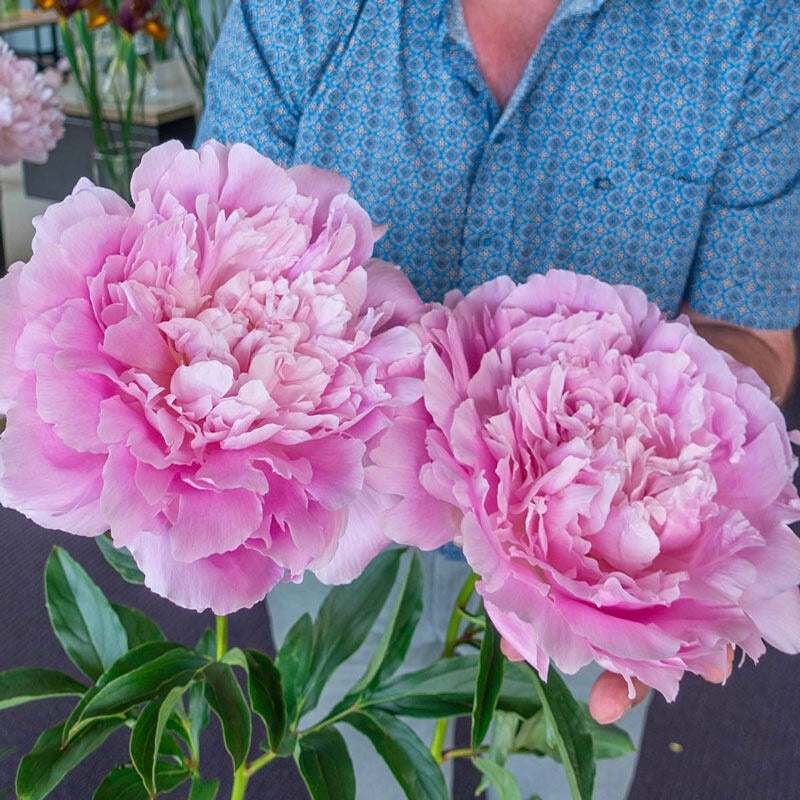 Buy Dinner Plate Peony | Best Deals on Wow Peonies | Breck's