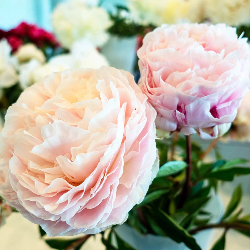 Buy Solange Peony | Best Deal on Historic Peonies | Breck's