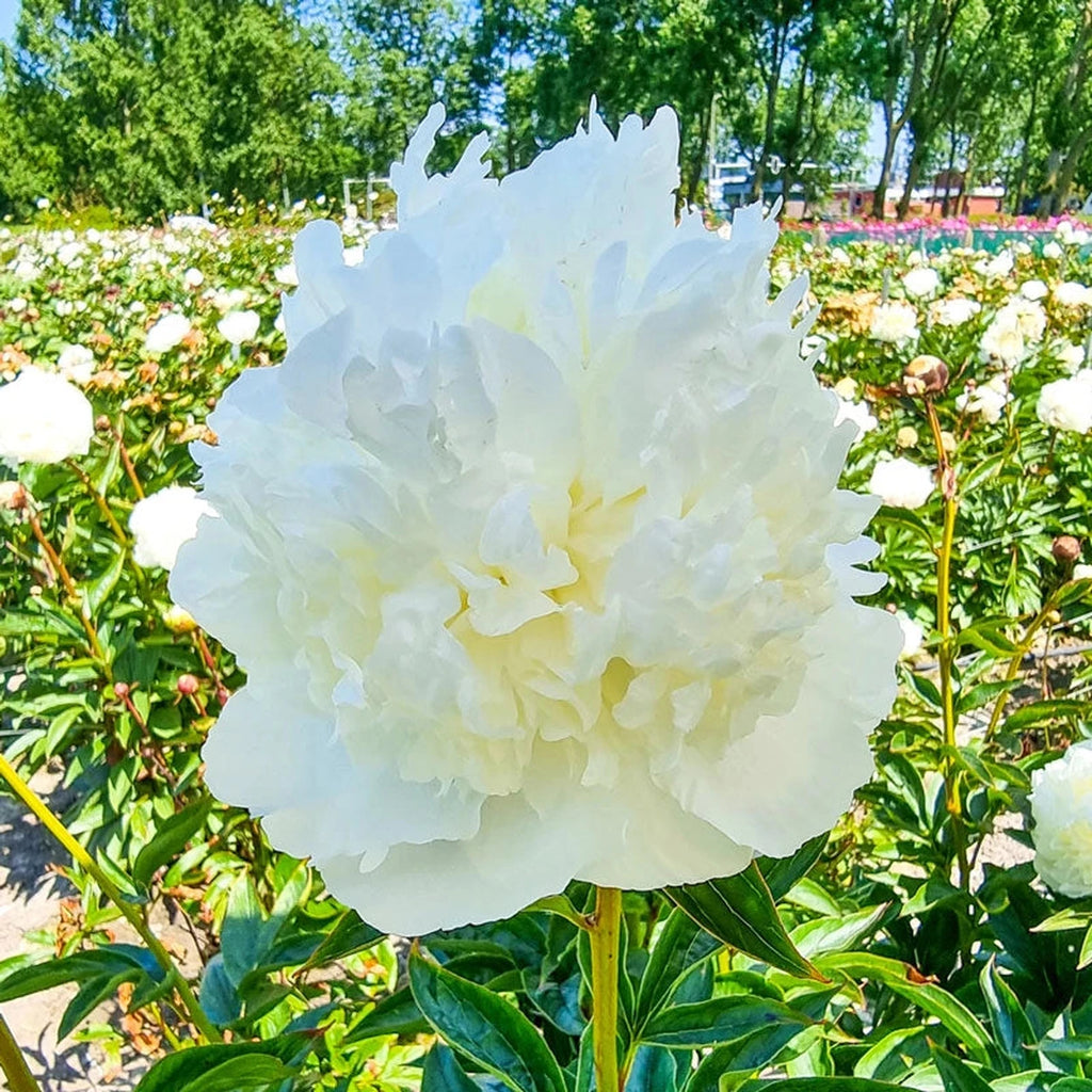 Shop Princess Bride Peony Online | Sun Perennials | Breck's