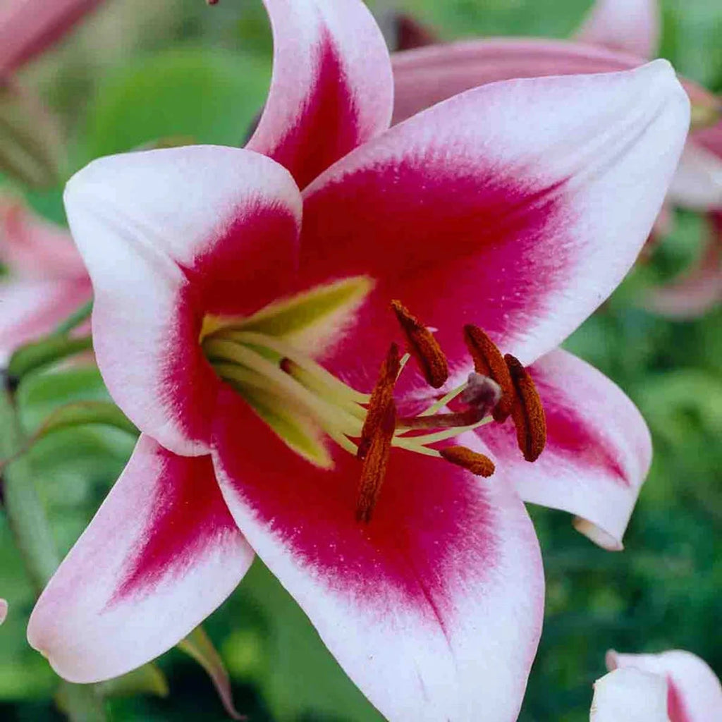 Friso Lily Trees For Sale | Breck's