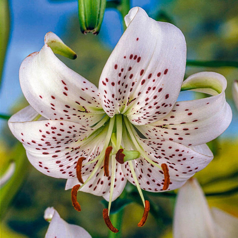 Tiger Lily Sale | White Twinkle Tiger Lily | Breck's