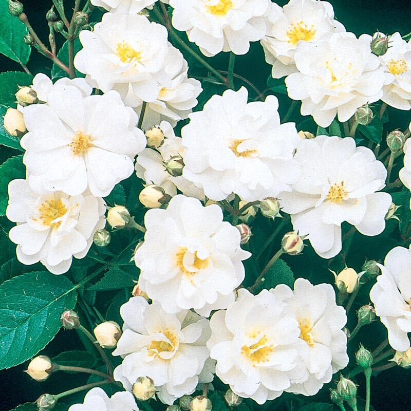 Buy Gourmet Popcorn Rose | Rose Bushes and Plants | Breck's