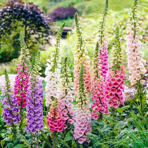 Excelsior Foxglove Mixture Super Sak | Buy Online | Breck's