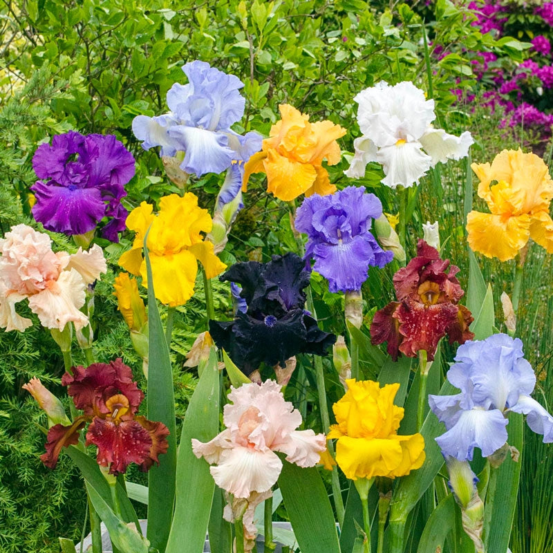 Buy Bold Colours Bearded Iris Mixture | Iris Bulbs | Breck's