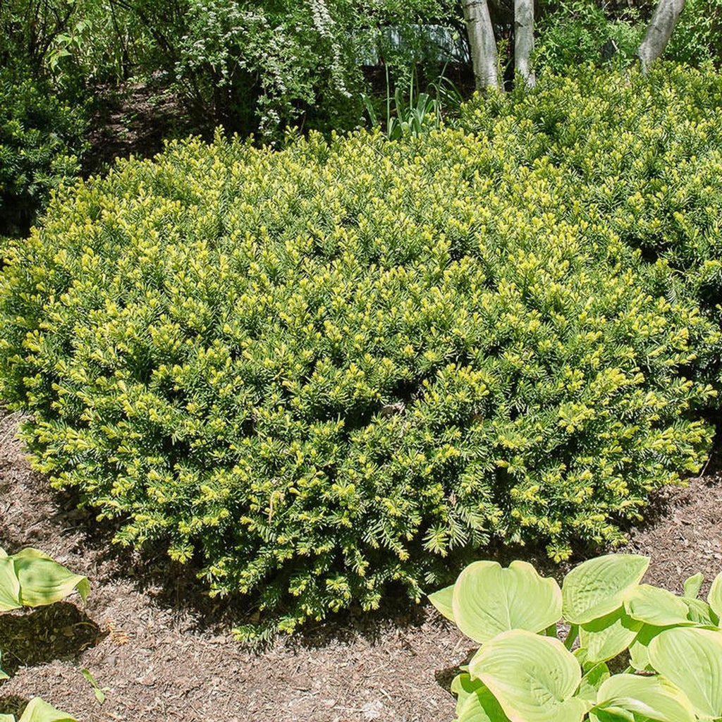 Yew Spreading Densiformis Hedge | Shop Online | Breck's