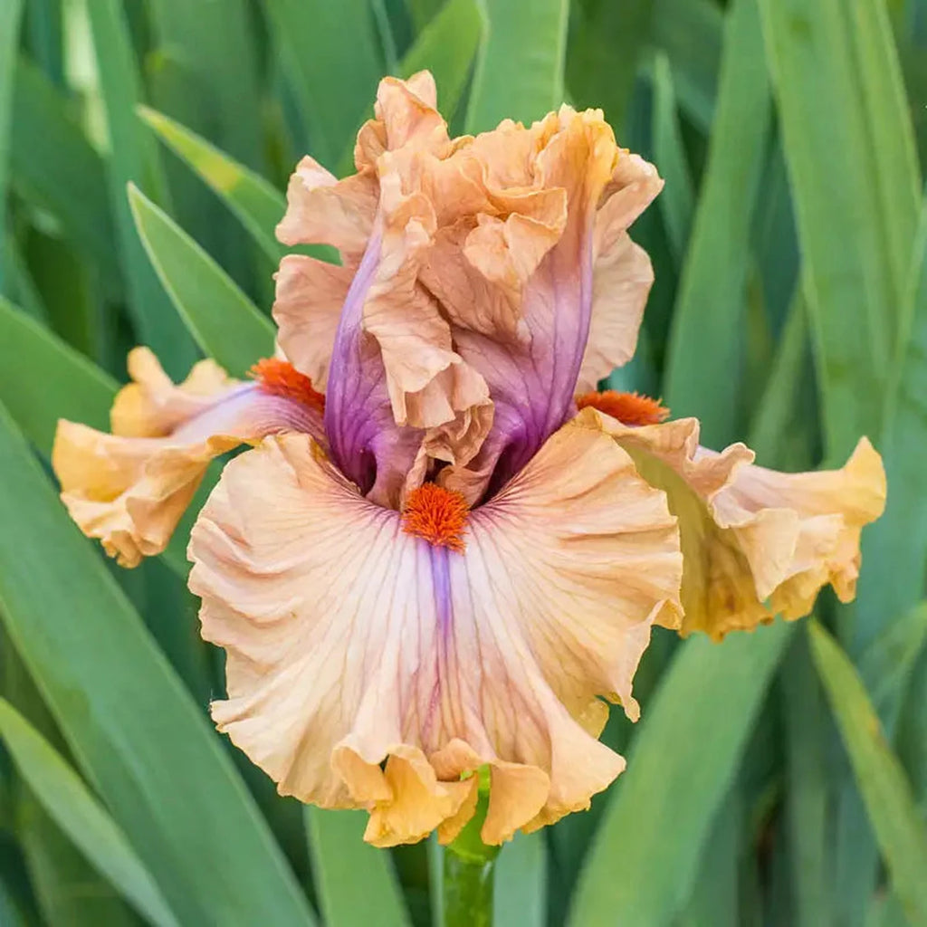 Shop Jealous Guy Bearded Iris | Iris Rhizomes | Breck's