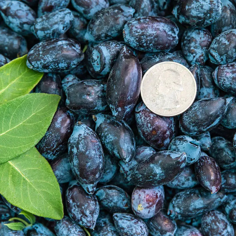 Maxine’s Opus Honeyberry | Fruit Trees & Plants | Breck’s