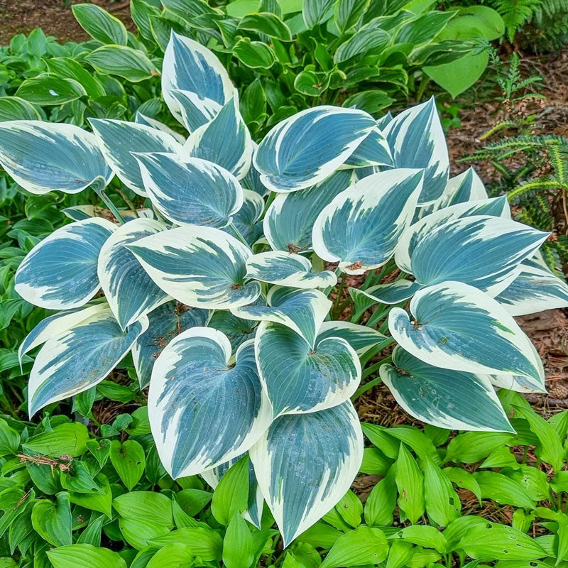 Blue Ivory Hosta | Shop Hostas | Breck's