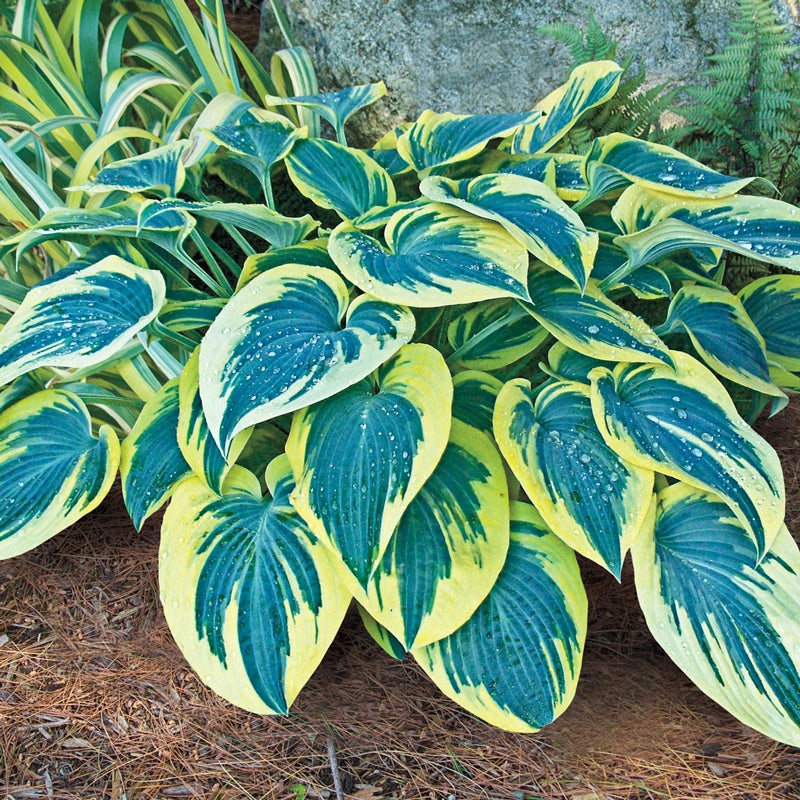 First Frost Hosta | Shop Hostas | Breck's