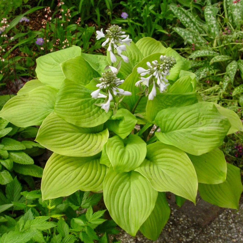 Fried Bananas Hosta | Shop Hostas | Breck's