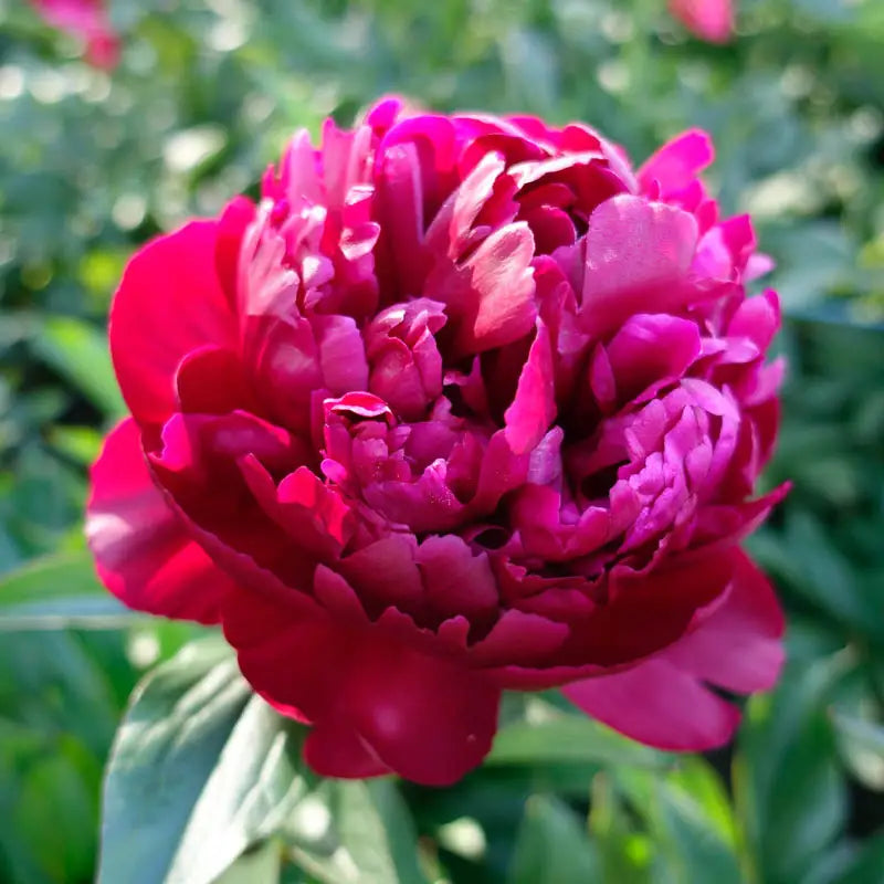 Peter Brand Peony | Shop Peonies | Breck's – Brecks