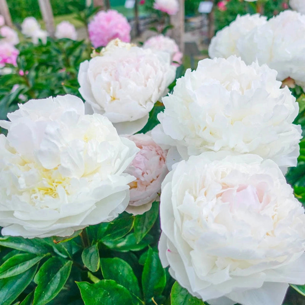Blush Queen Peony | Shop Peonies | Breck's