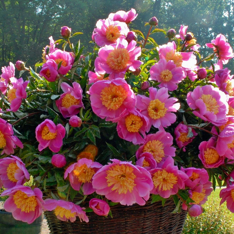 Doreen Peony | Shop Peonies | Breck's