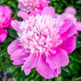 Edulis Superba Peony | Shop Peonies | Breck's