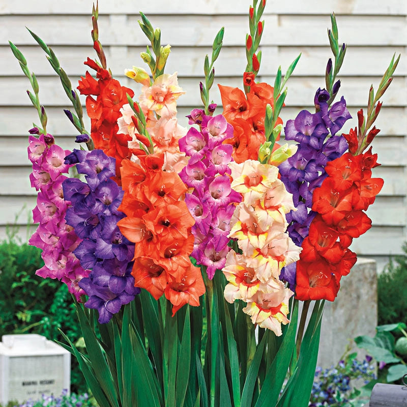 Glamini Gladiolus Mixture Super Sak | Breck's