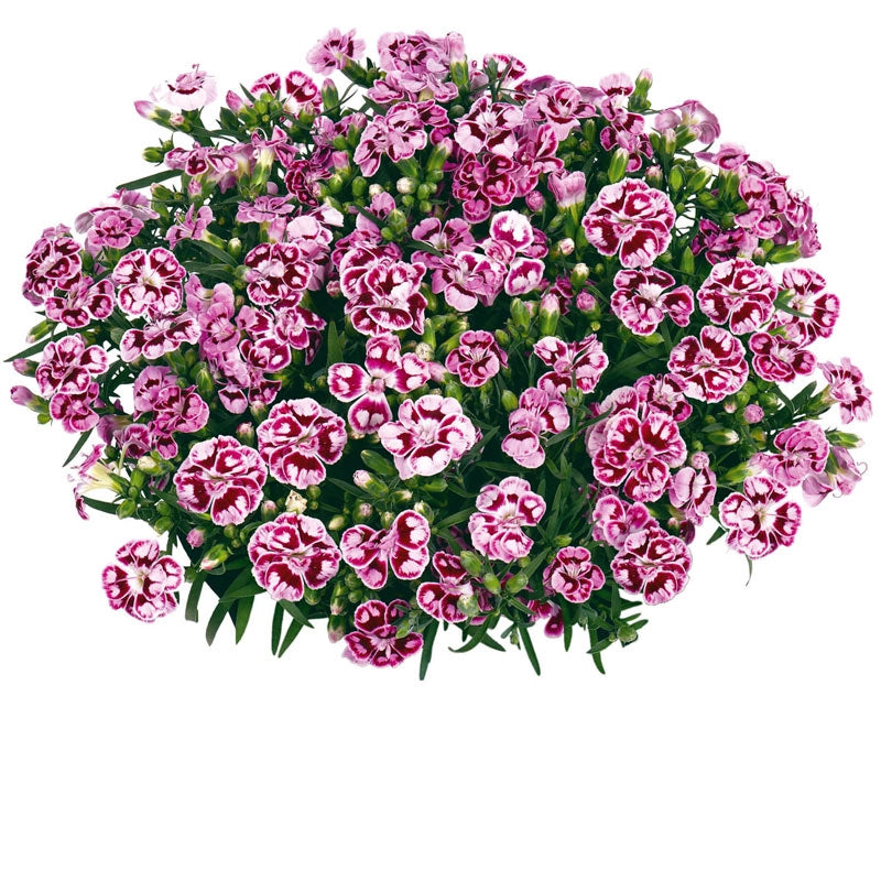 Charmy Carnation – Brecks