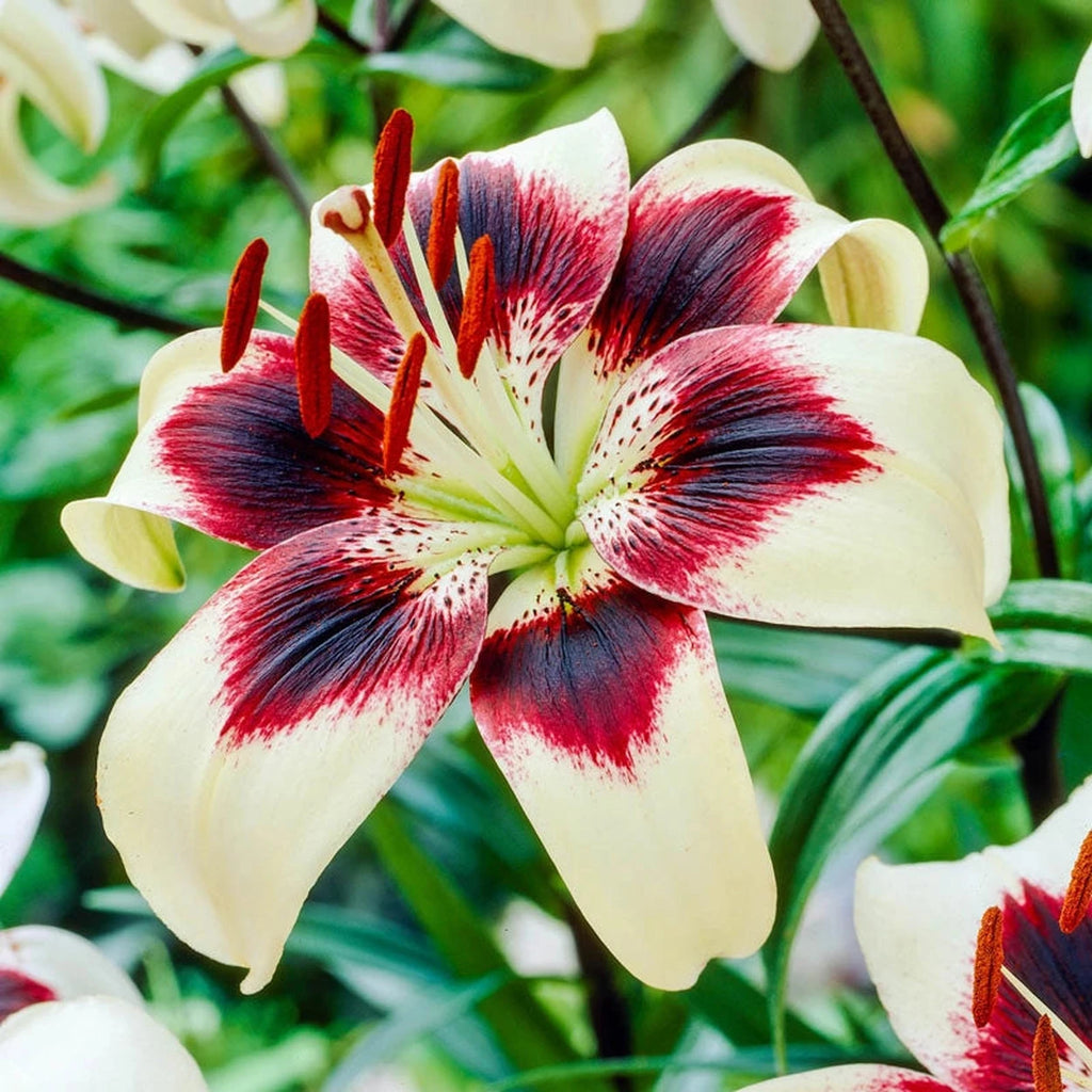 Patricias Pride Lily | Breck's