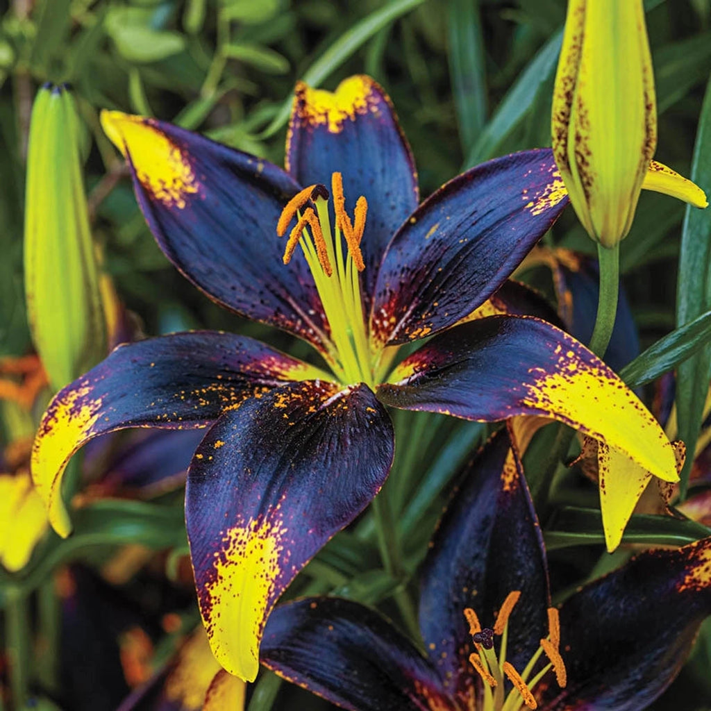 Buy Lionheart Lily | Best Deals on Asiatic Lilies | Breck's