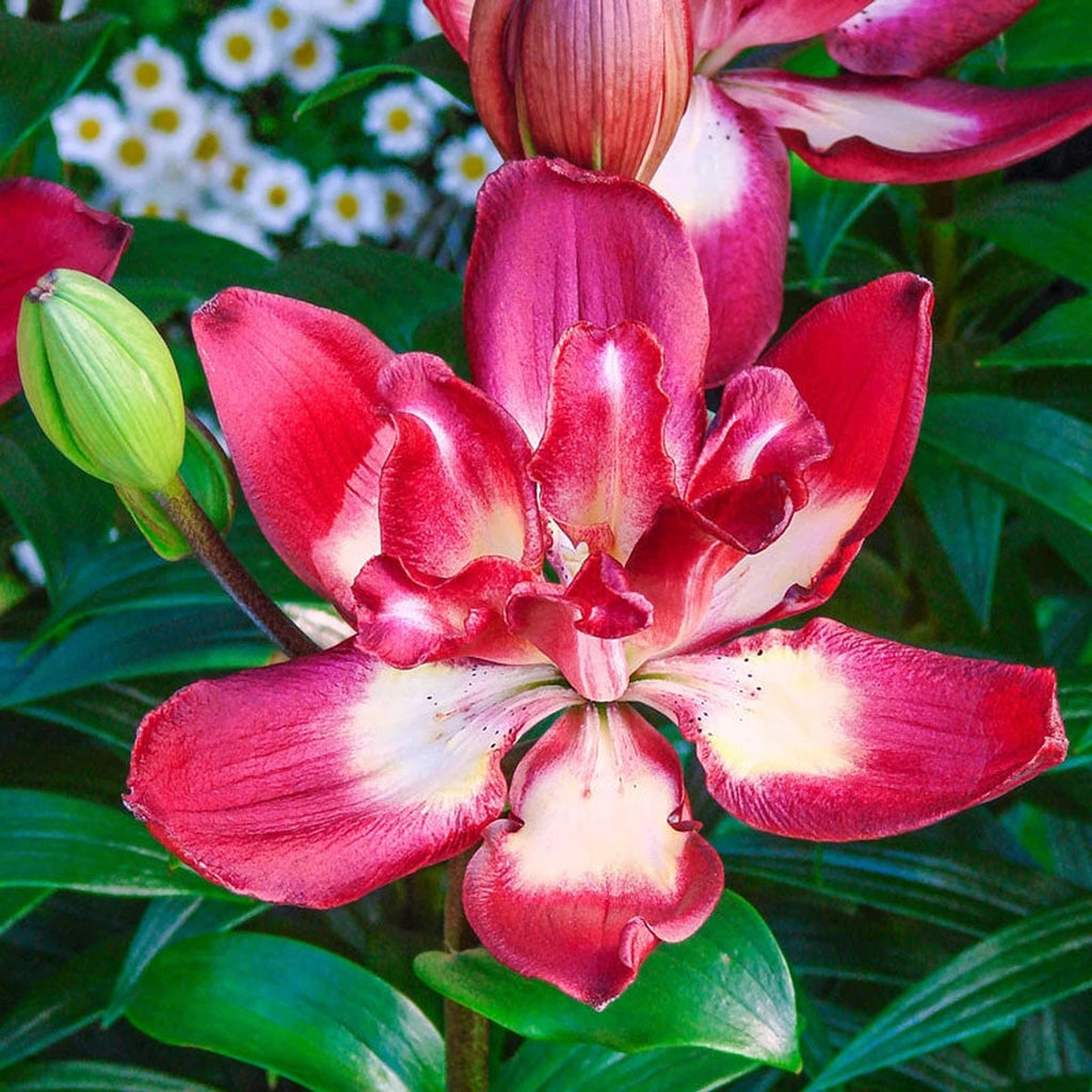 Double Sensation Lily | Breck's
