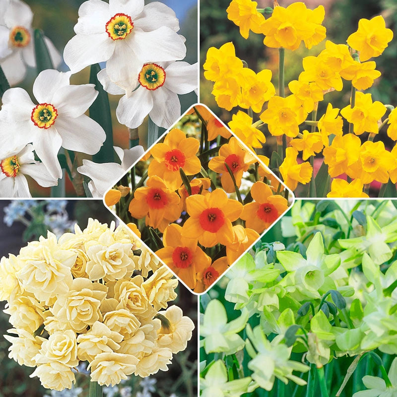Buy Most Fragrant Daffodil Collection | Breck's