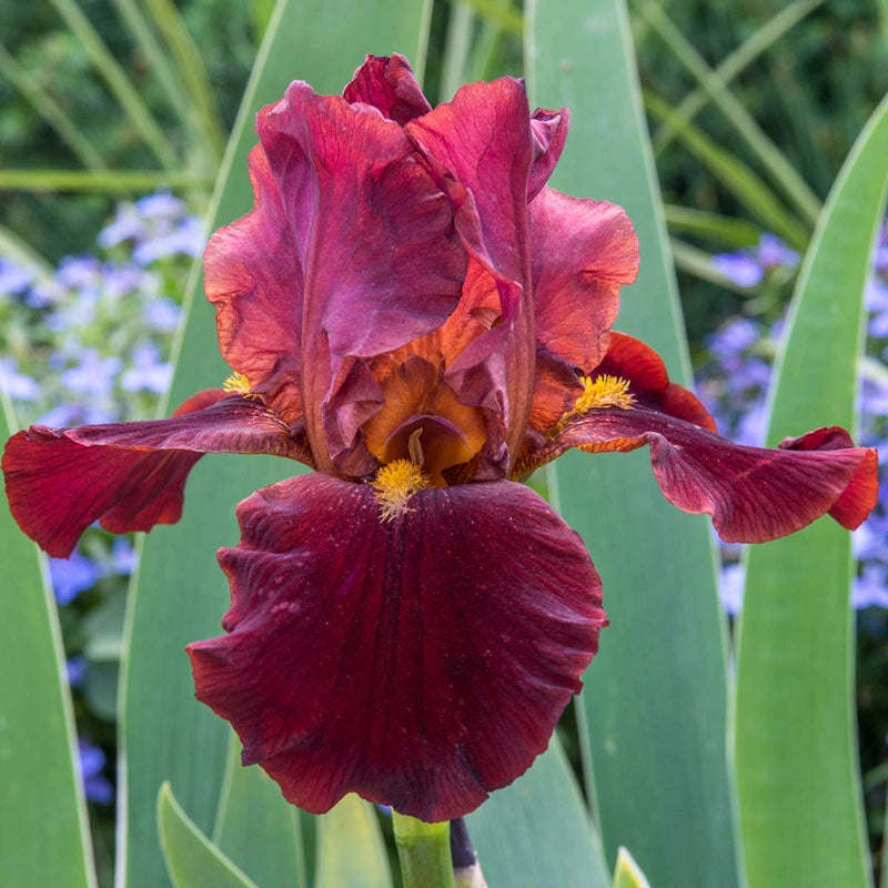 Buy My Friend Jonathan Reblooming Bearded Iris | Breck's