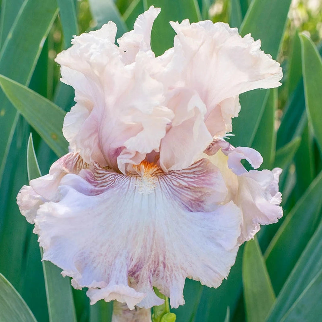 Buy Amorous Heart Bearded Iris | Sun Perennials | Breck's