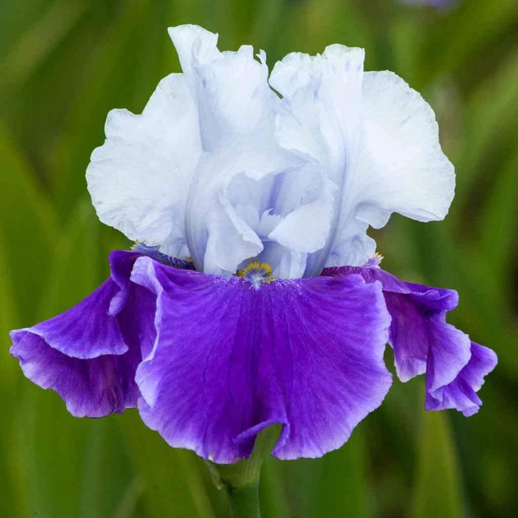 Snow Melt Reblooming Bearded Iris | Irises for Sale | Breck's