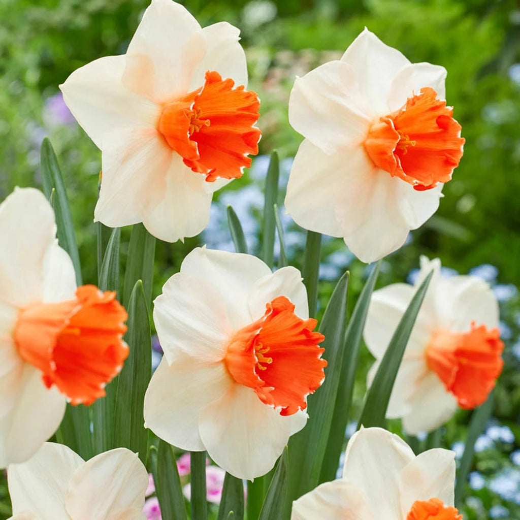 Buy Magic Charm Daffodil | Large Cupped Daffodils | Breck's