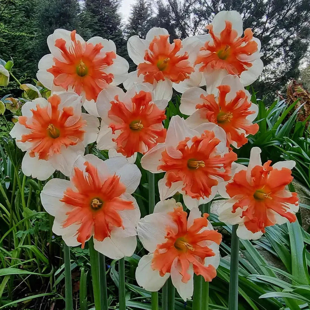 Buy Shrike Daffodil Online | Split Corona Daffodils | Breck's