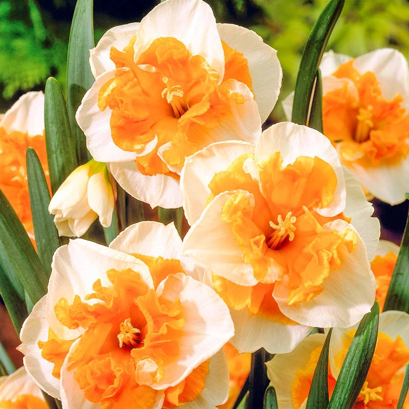 Buy Love Call Daffodil | Split Corona Daffodils | Breck's