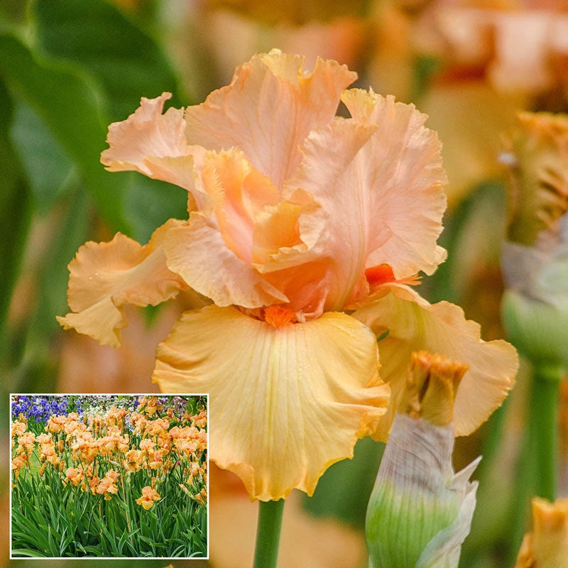 Autumn Riesling Bearded Iris | Shop Irises Online | Breck's – Brecks