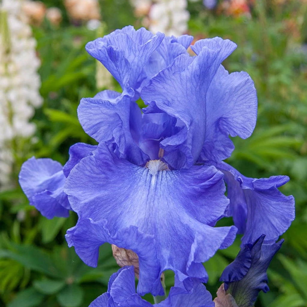 Elegance in Blue Bearded Iris | Irises for Sale | Breck's