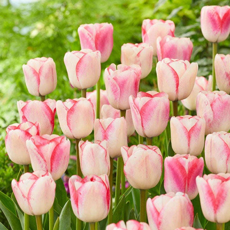 Peppermint Candy Tulip | Great Deals on Tulip Bulbs | Breck's