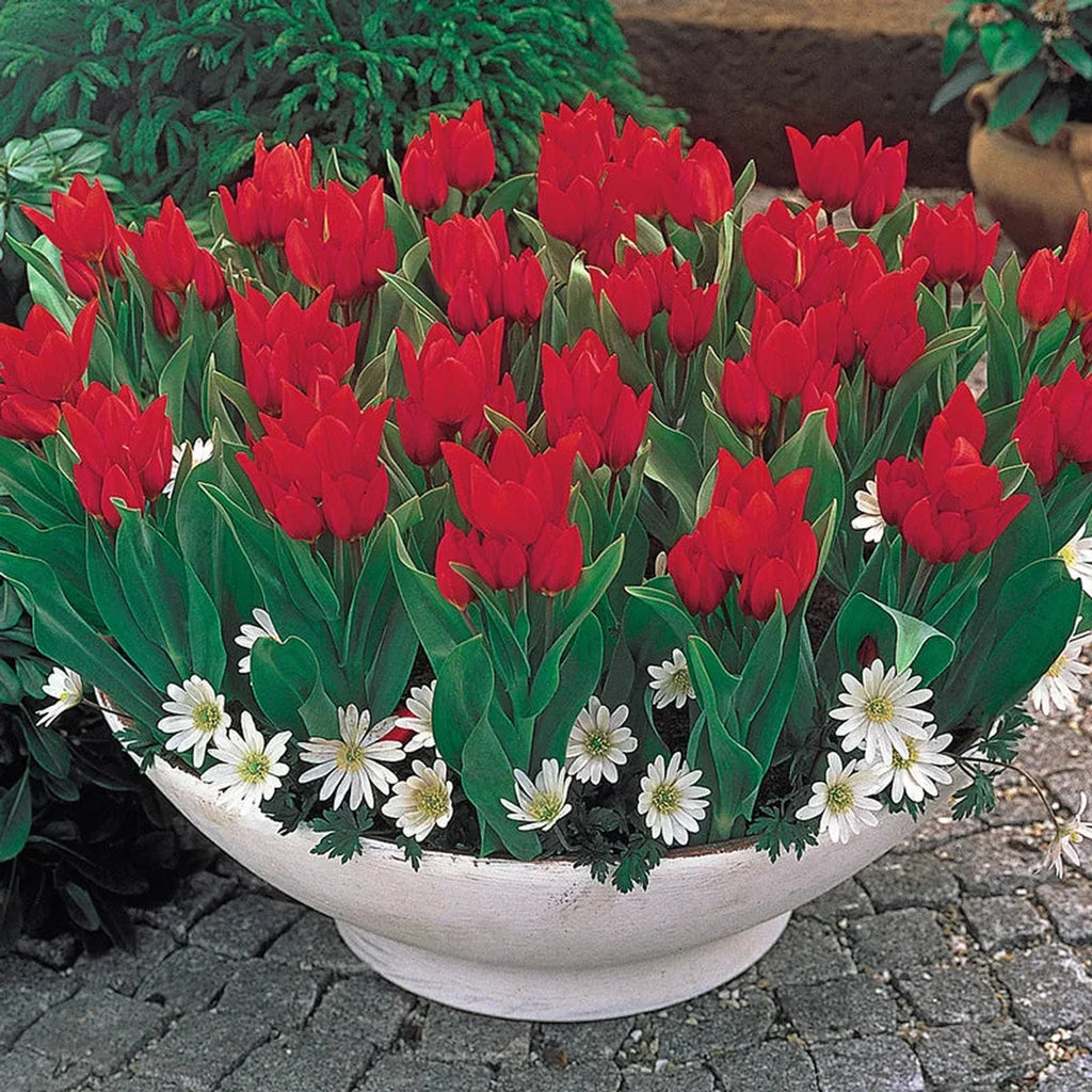 Buy Firespray Tulip Online | Tulip Bulbs for Sale | Breck's – Brecks
