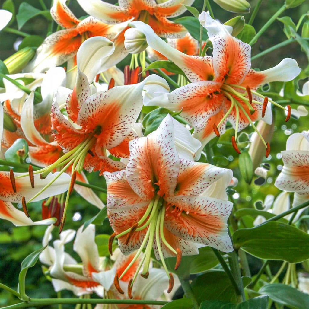 Lady Alice Turk's Cap Lily | Breck's