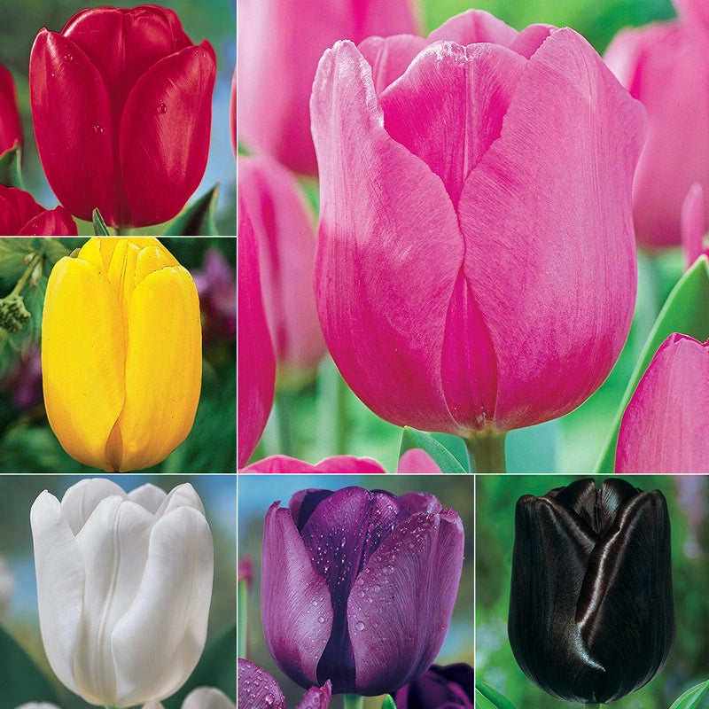 Prize Dutch Tulip Collection | Shop Tulips Online | Breck's – Brecks