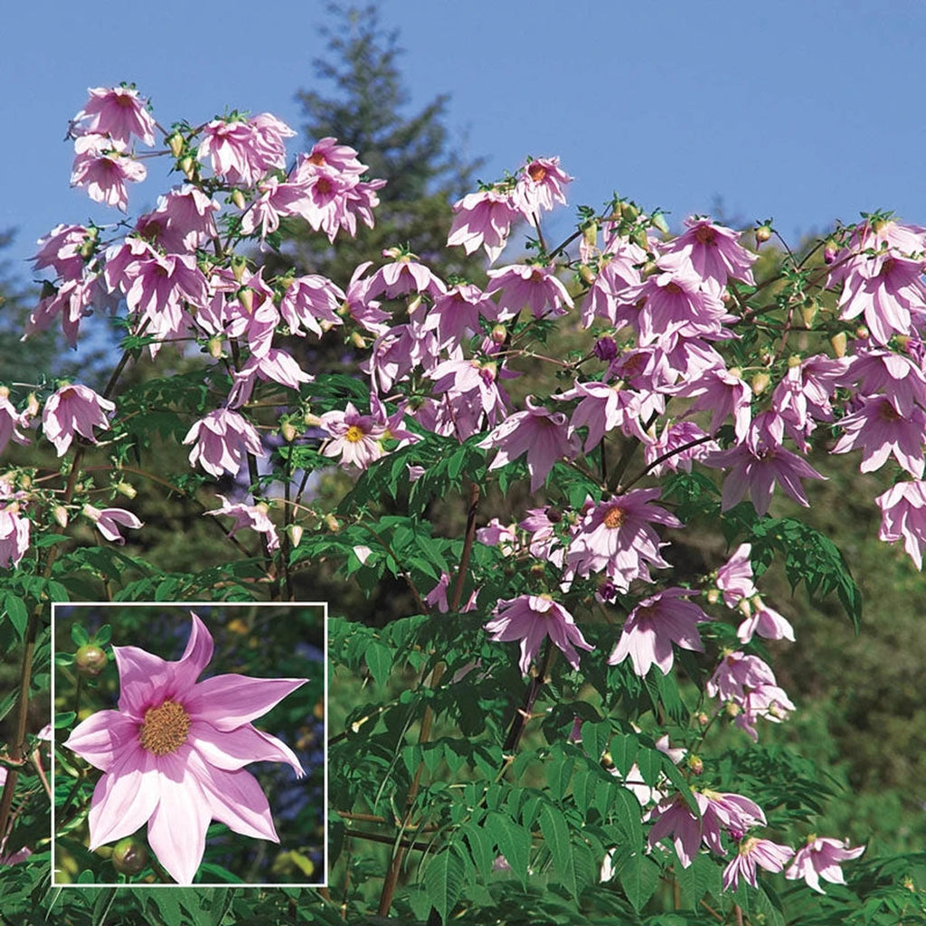 Buy Tree Dahlia Online | Single Flowered Dahlias | Breck's